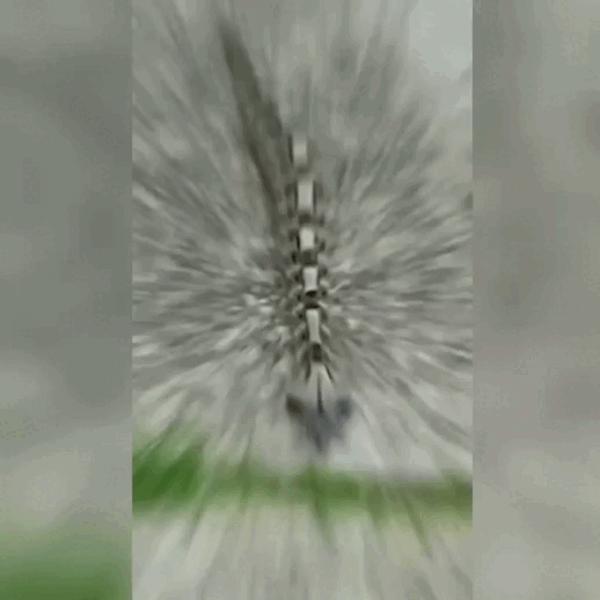 Hit parade of the most powerful snakes of our planet (14 photos ...