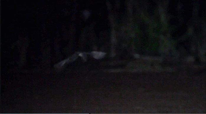 Pennant nightjar: giant feathers twice the size of the bird itself (6 ...