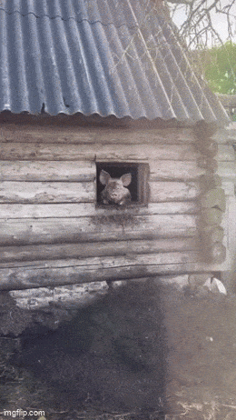 Cool gifs. Issue 2695 » Nevsedoma