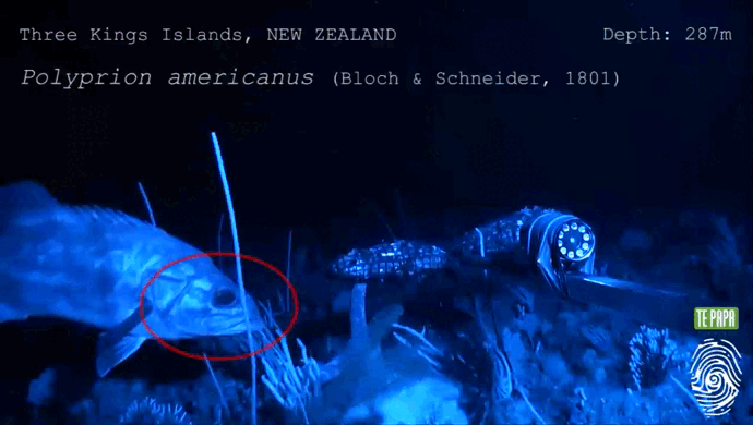 Mixina: they strangle sharks from the inside (12 photos) » Nevsedoma