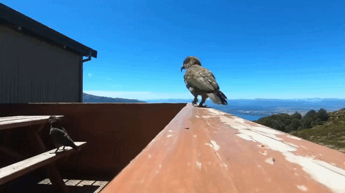 Kea: chops up sheep, destroys cars, and steals things (14 photos ...